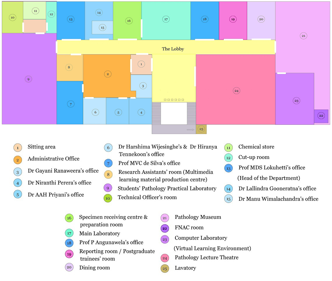 Department of Pathology – Contacts | FOM